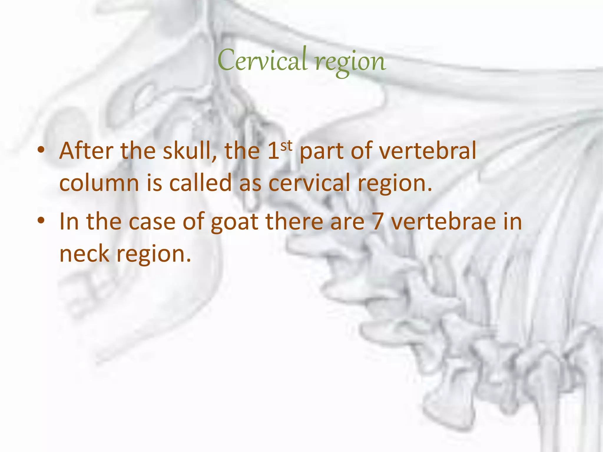 Anatomy of head and cervical region of goat | PPTX
