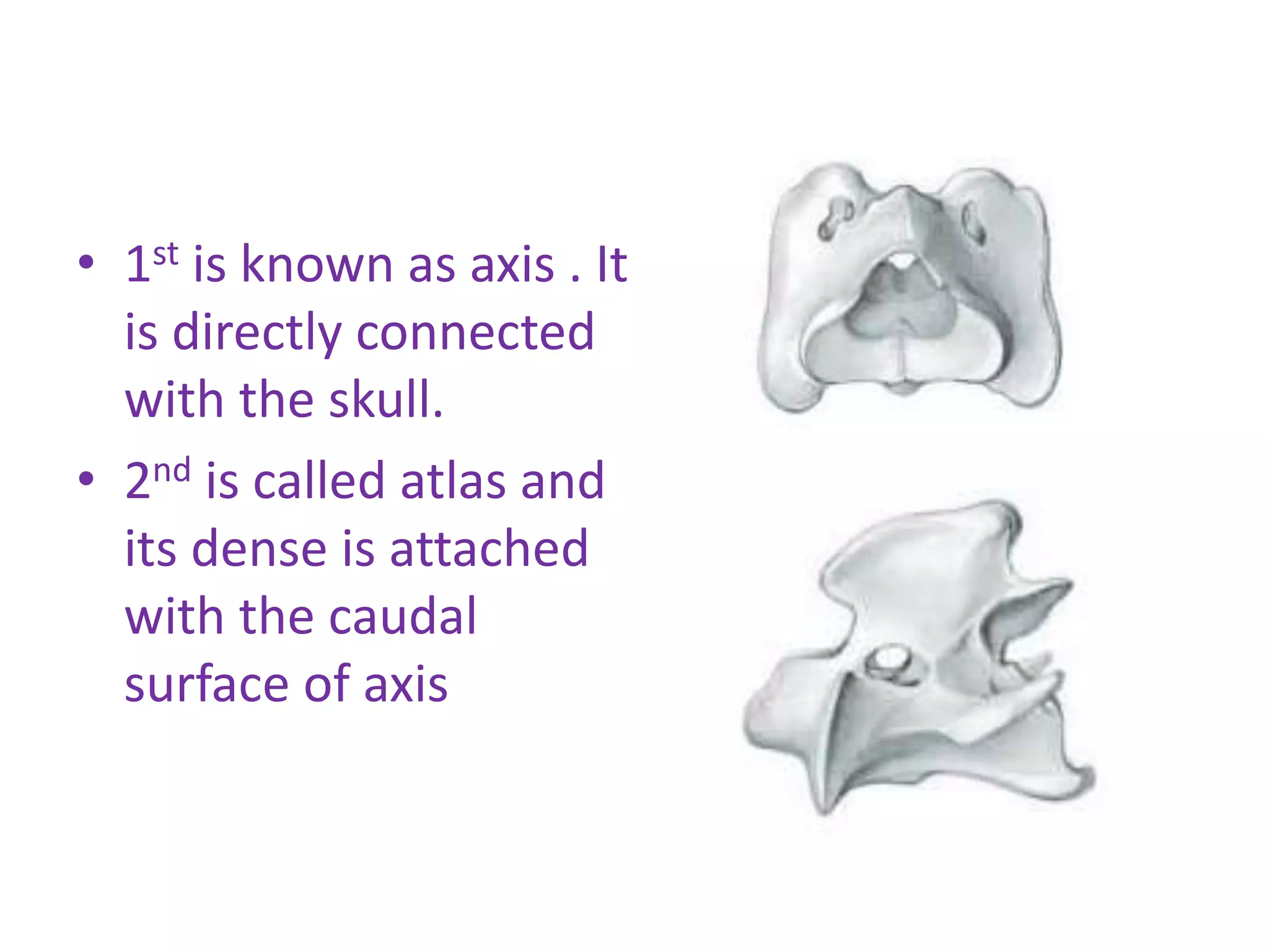 Anatomy of head and cervical region of goat | PPTX