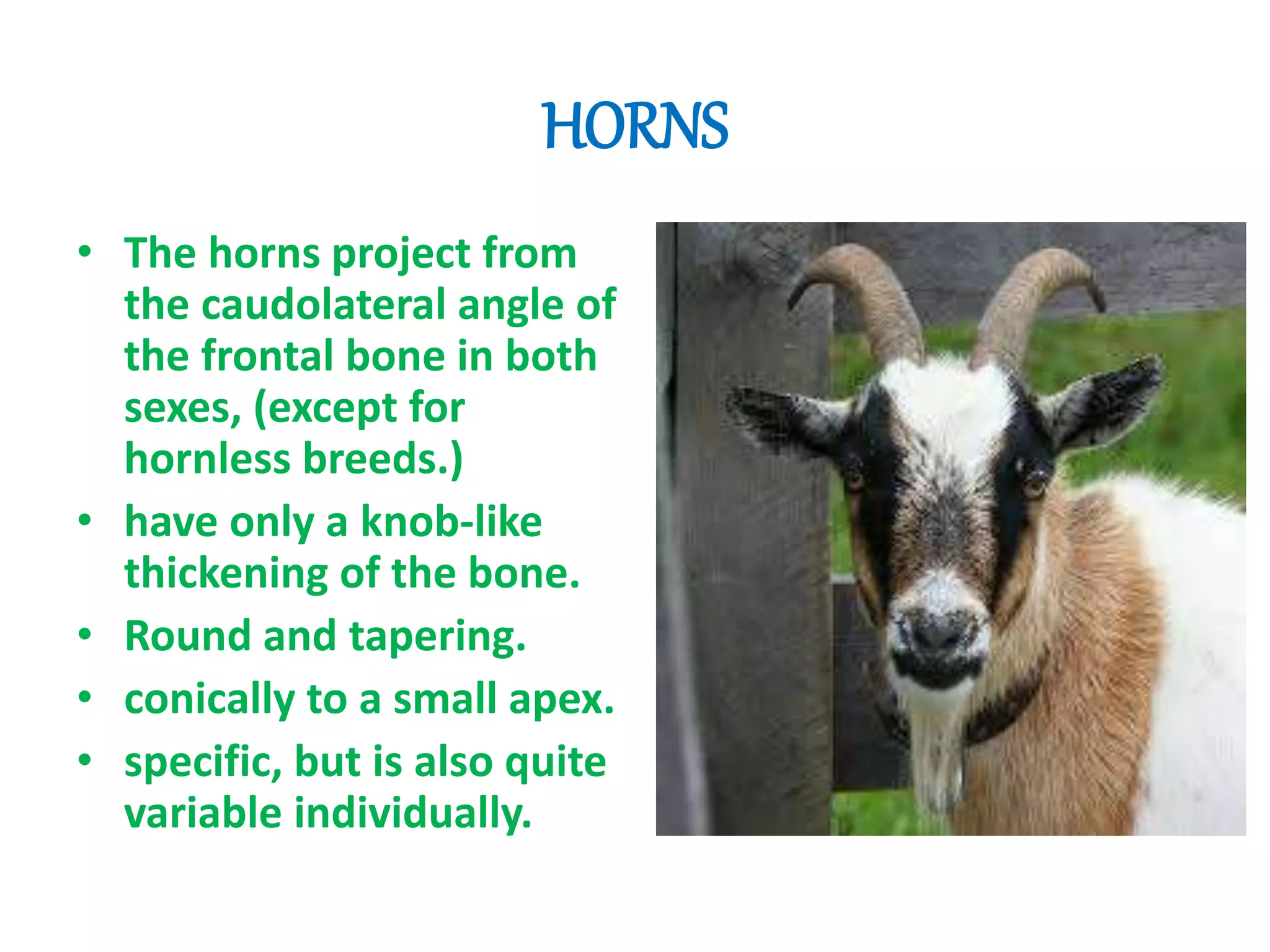 Anatomy of head and cervical region of goat | PPTX