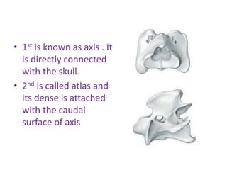 Anatomy of head and cervical region of goat | PPTX