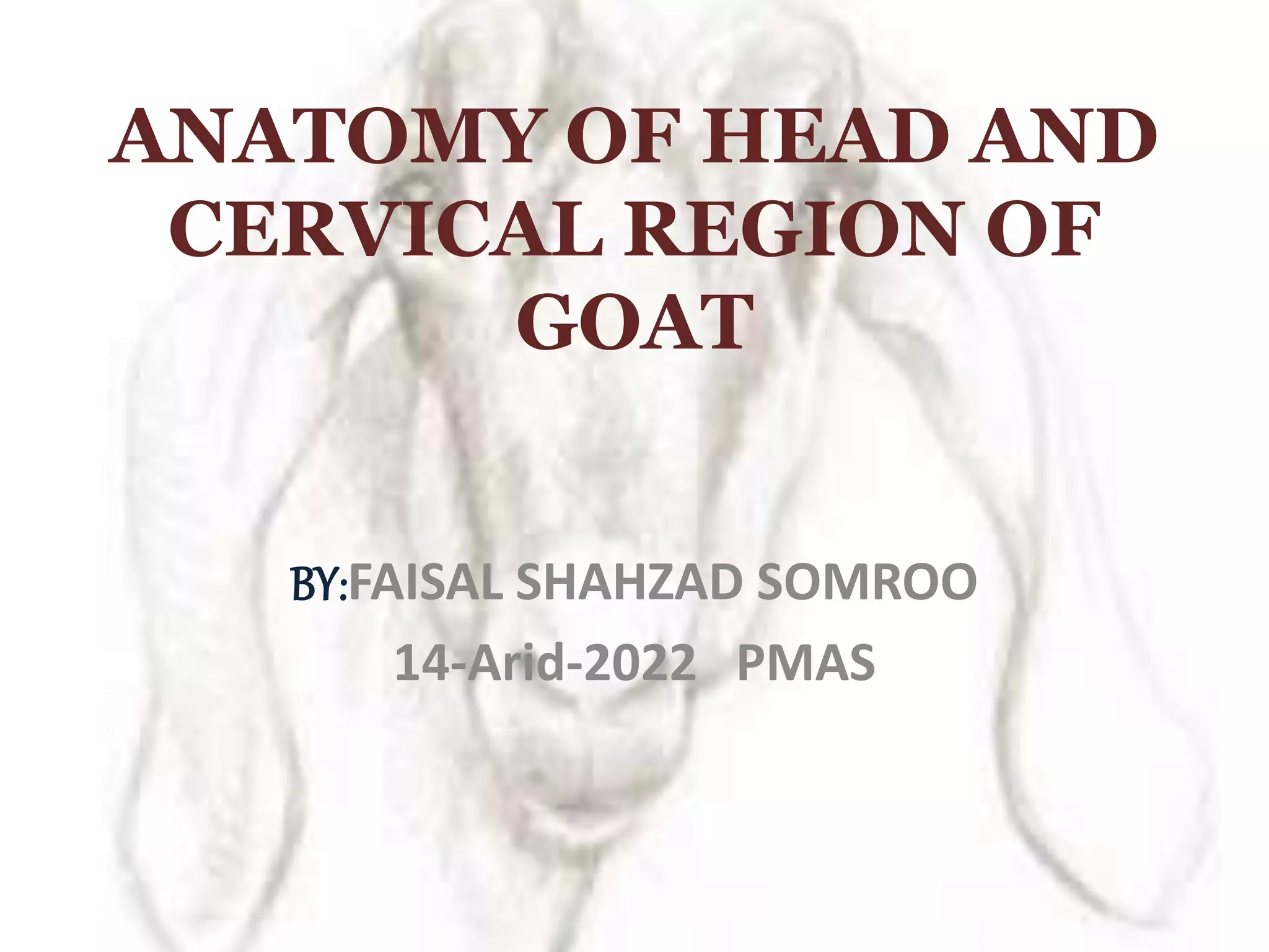Anatomy of head and cervical region of goat | PPTX