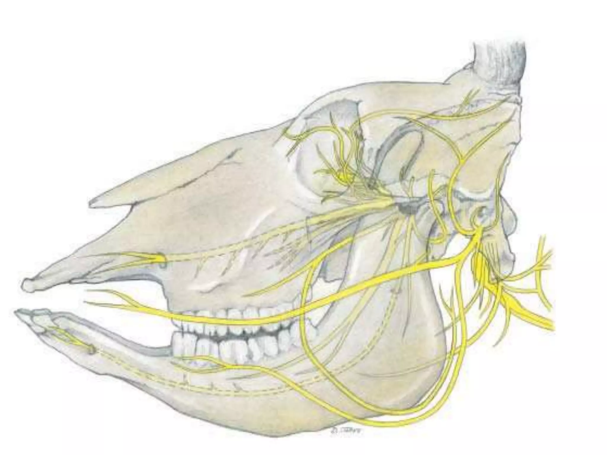 Anatomy of head and cervical region of goat | PPTX