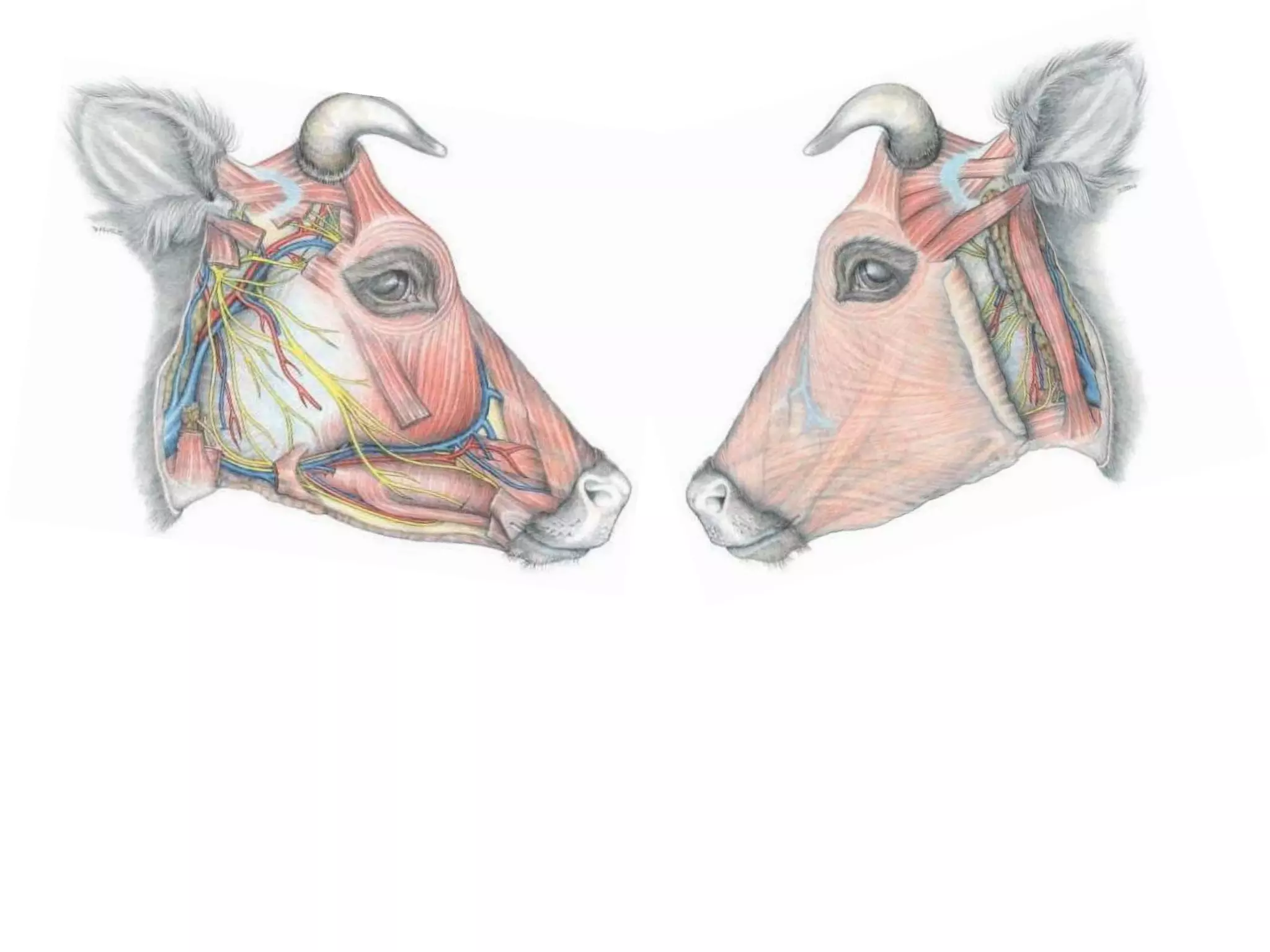 Anatomy of head and cervical region of goat | PPTX