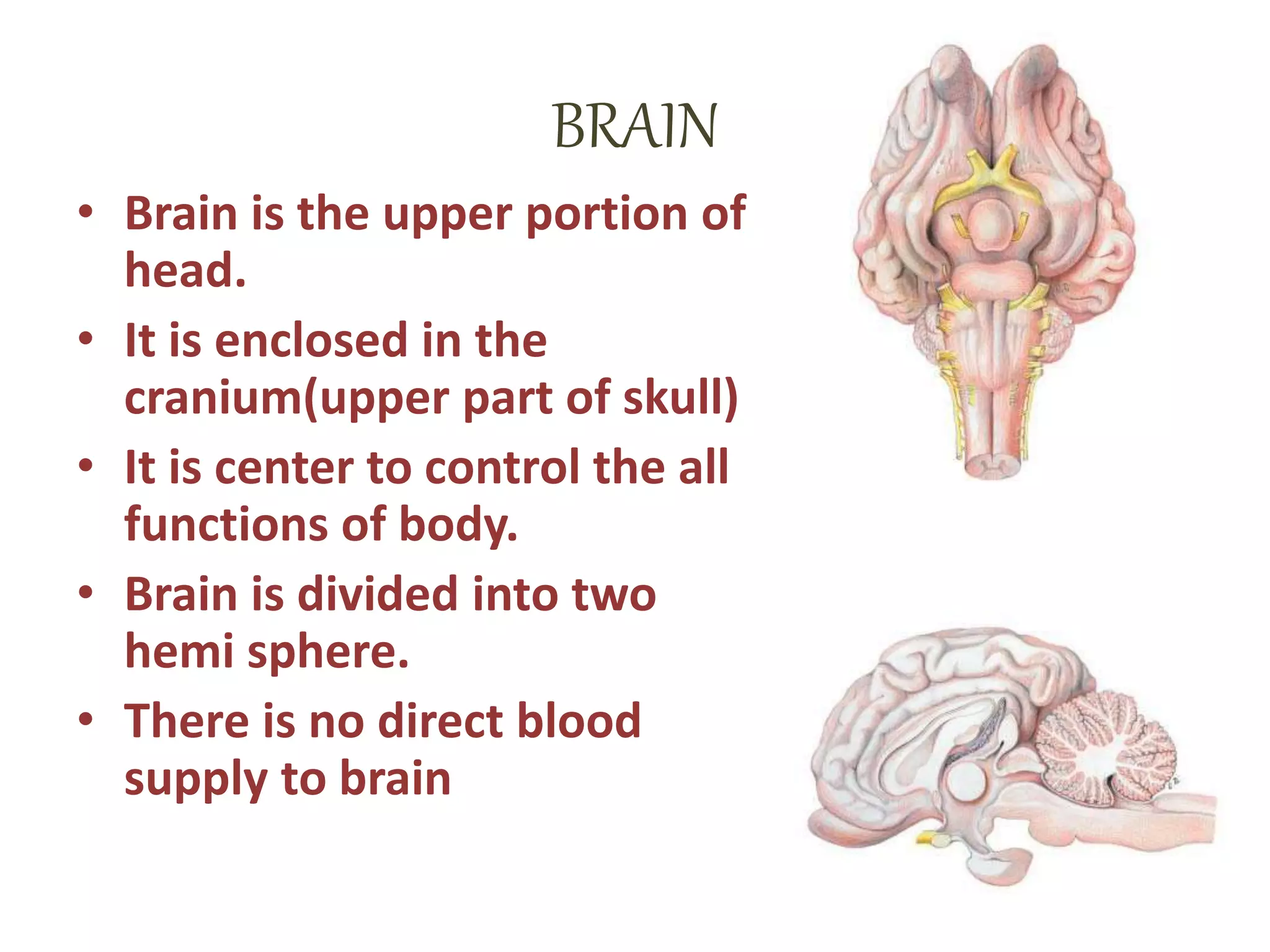 Anatomy of head and cervical region of goat | PPTX