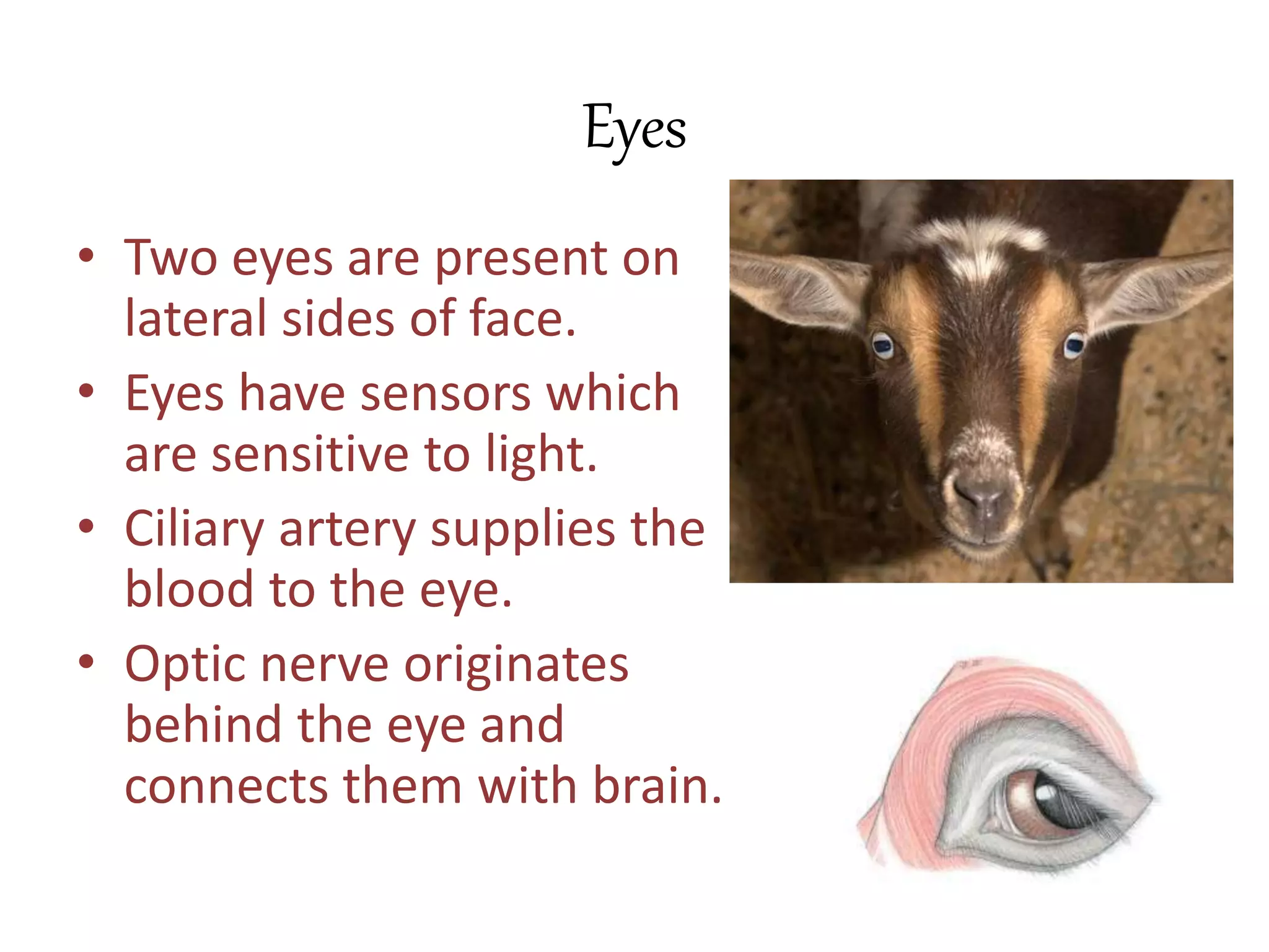Anatomy of head and cervical region of goat | PPTX
