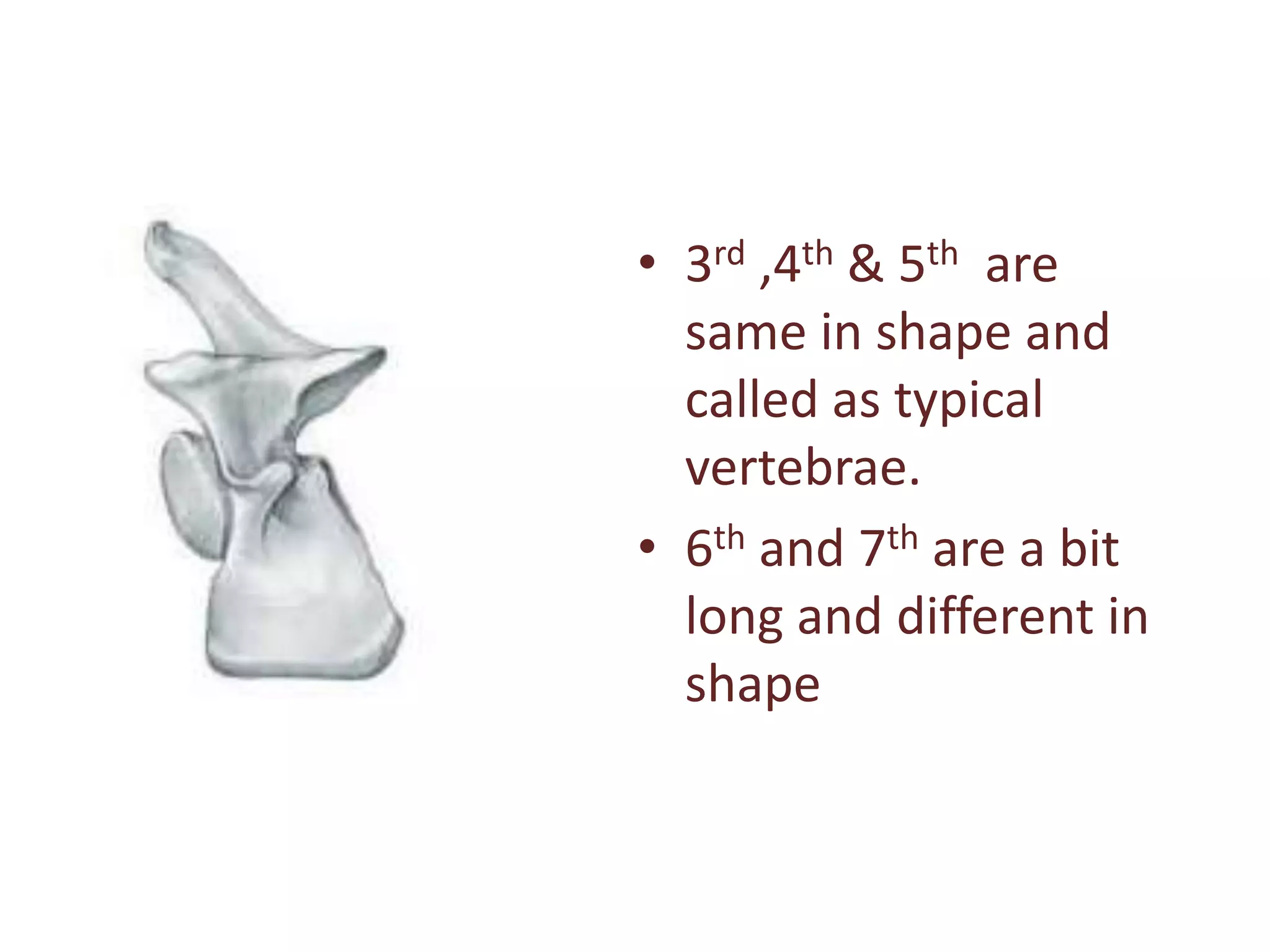 Anatomy of head and cervical region of goat | PPTX