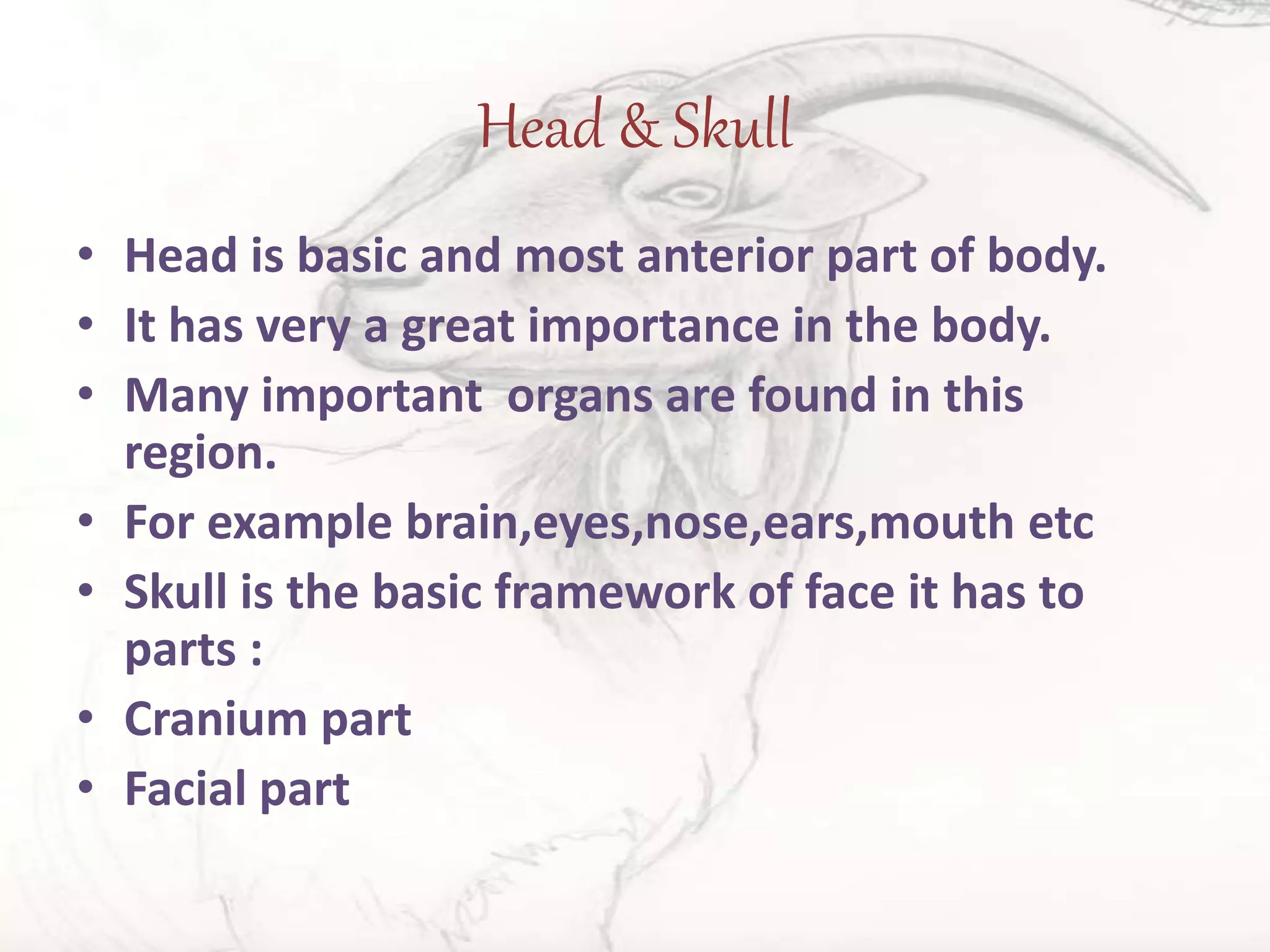 Anatomy of head and cervical region of goat | PPTX