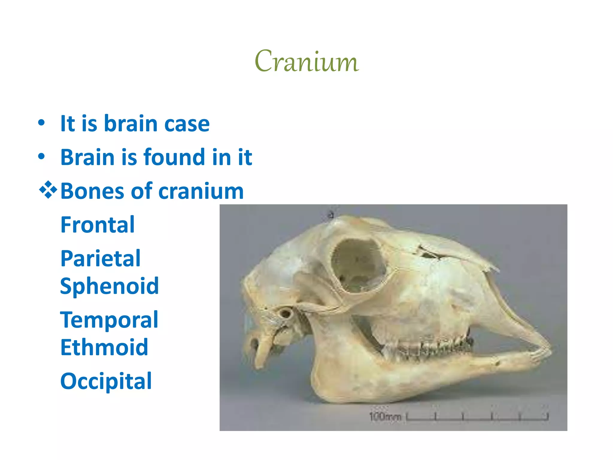 Anatomy of head and cervical region of goat | PPTX