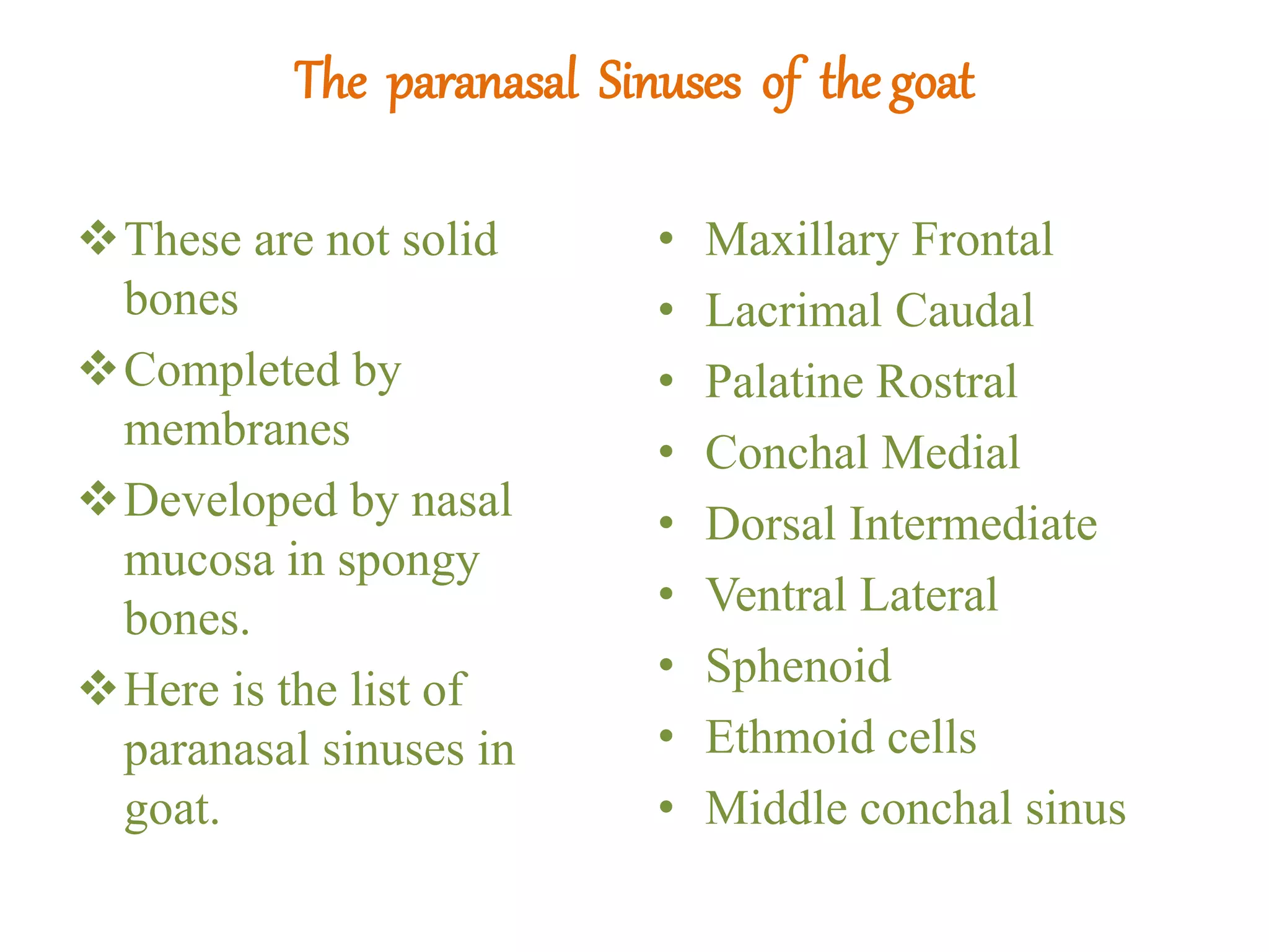 Anatomy of head and cervical region of goat | PPTX