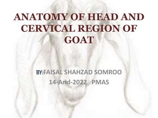 Anatomy of head and cervical region of goat | PPTX