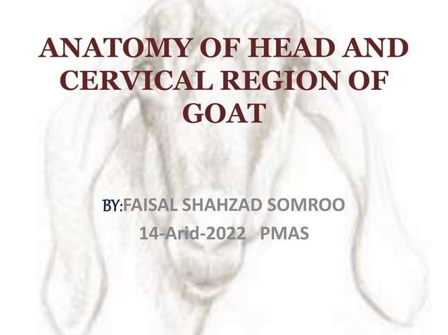 Anatomy of head and cervical region of goat | PPTX