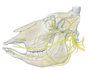 Anatomy of head and cervical region of goat | PPTX