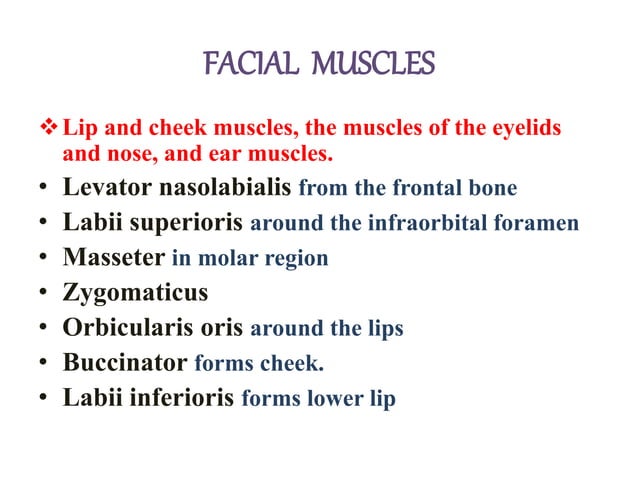 Anatomy of head and cervical region of goat | PPTX