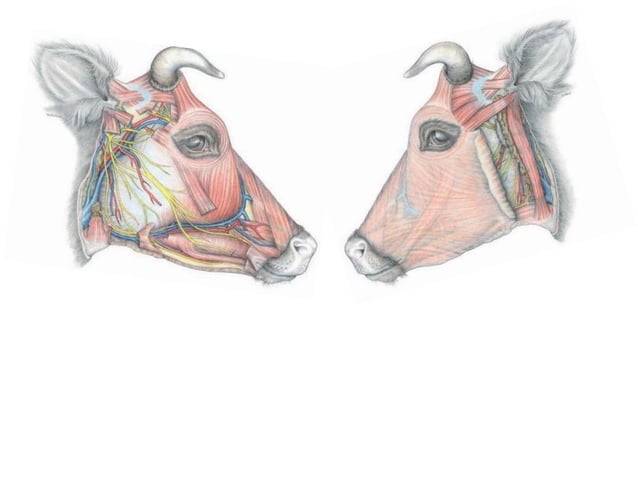 Anatomy of head and cervical region of goat | PPTX