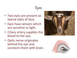 Anatomy of head and cervical region of goat | PPTX