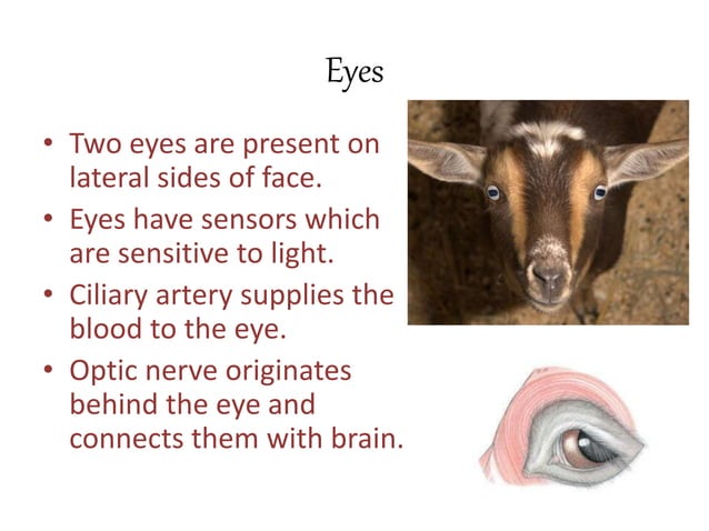 Anatomy of head and cervical region of goat | PPTX
