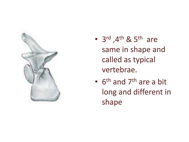 Anatomy of head and cervical region of goat | PPTX