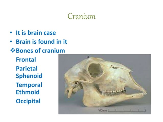 Anatomy of head and cervical region of goat | PPTX
