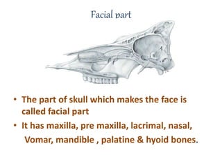 Anatomy of head and cervical region of goat | PPTX