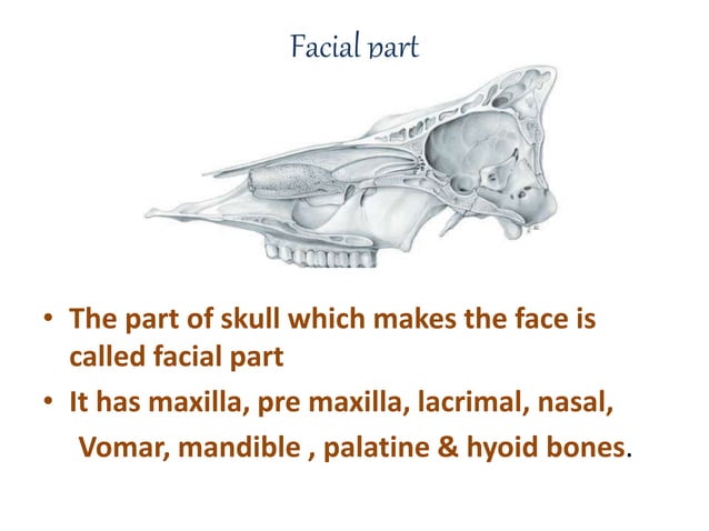 Anatomy of head and cervical region of goat | PPTX