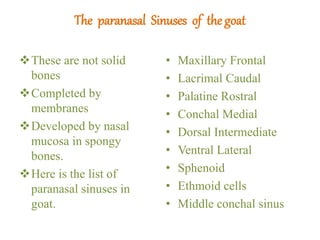 Anatomy of head and cervical region of goat | PPTX