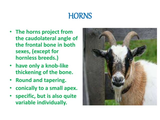 Anatomy of head and cervical region of goat | PPTX