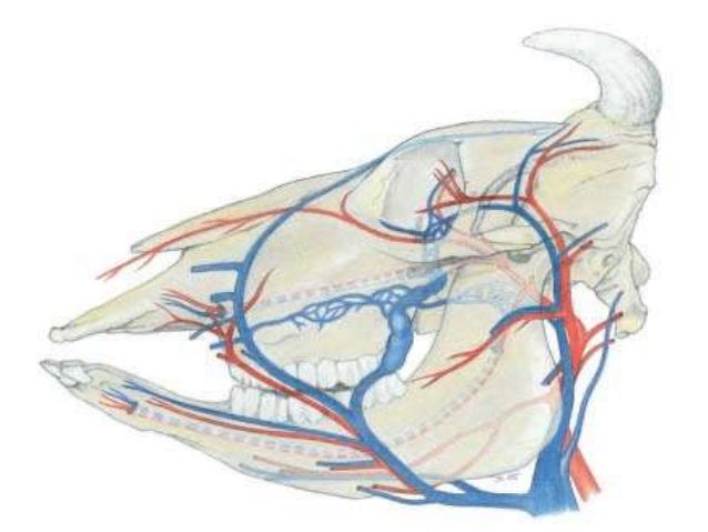 Anatomy of head and cervical region of goat