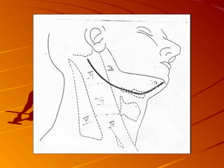 Anatomy of head and neck | PPT