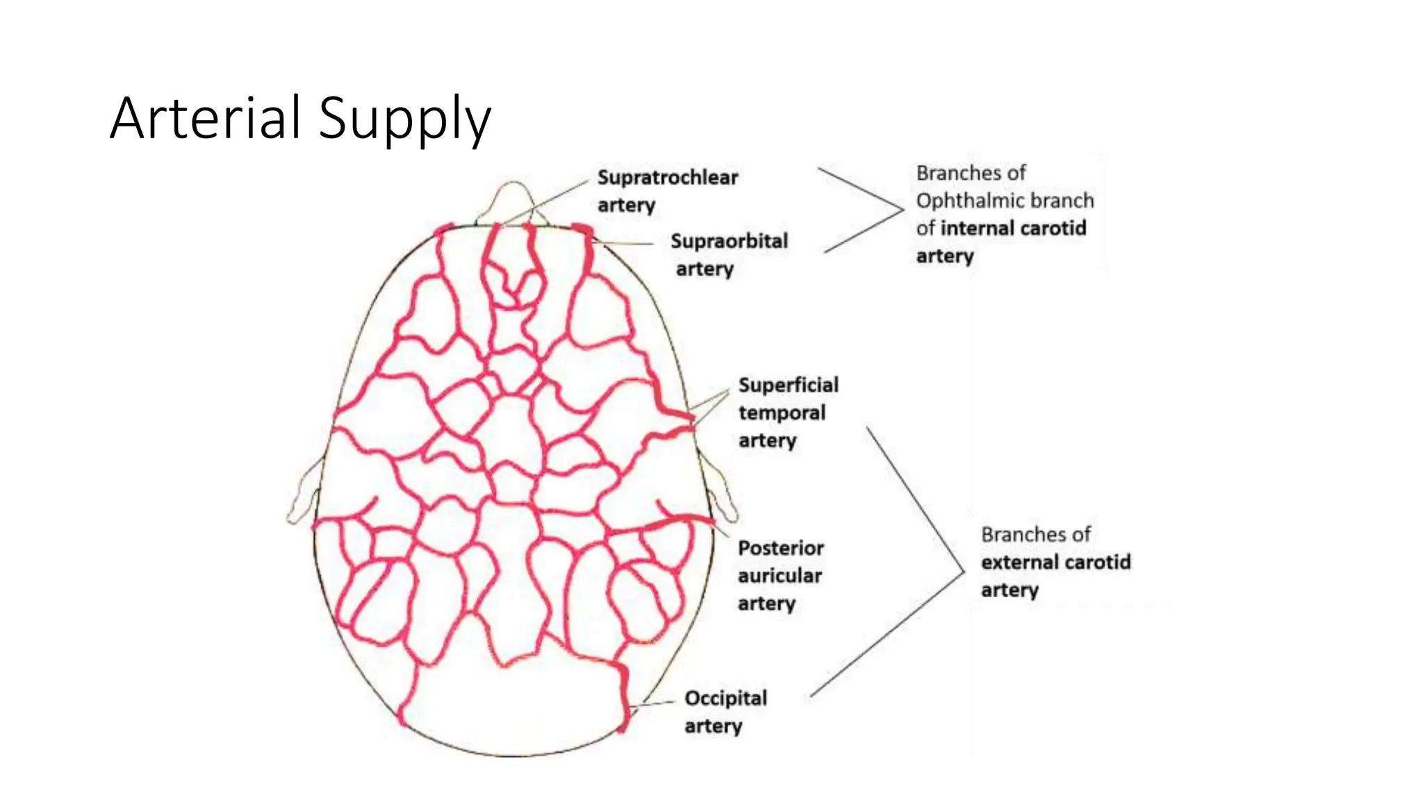 anatomy of scalp, temple and face - Copy.pptx