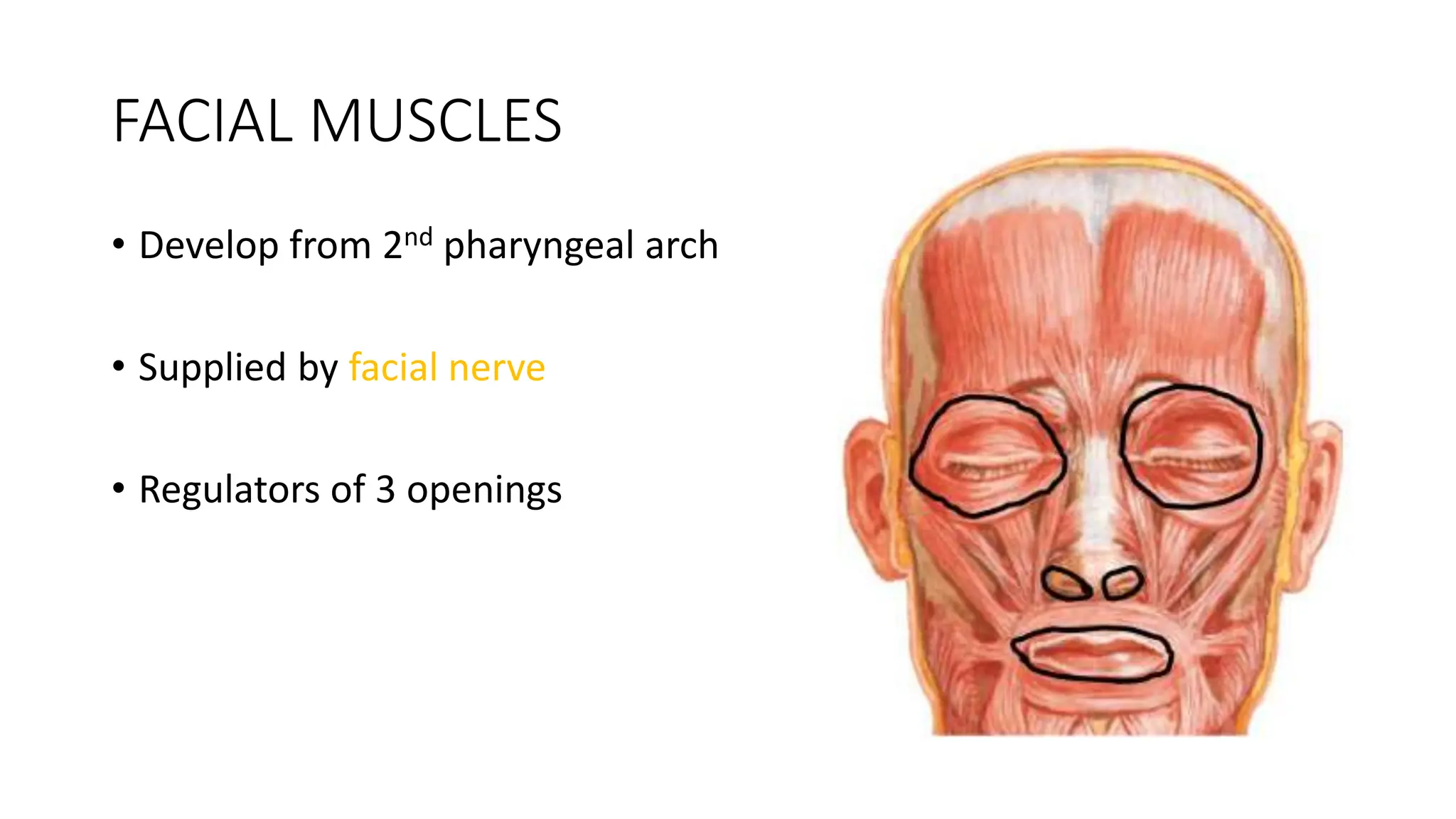 anatomy of scalp, temple and face - Copy.pptx