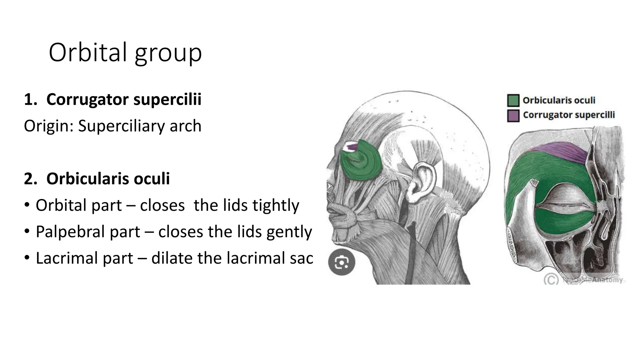 anatomy of scalp, temple and face - Copy.pptx