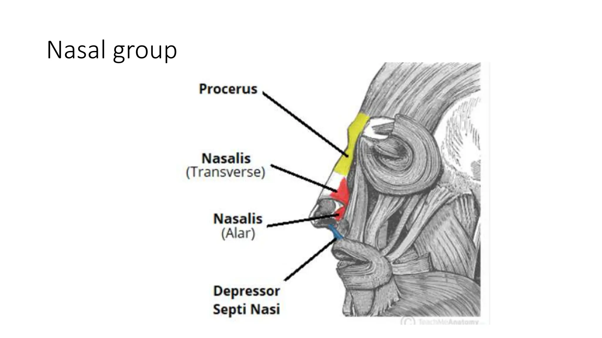 anatomy of scalp, temple and face - Copy.pptx