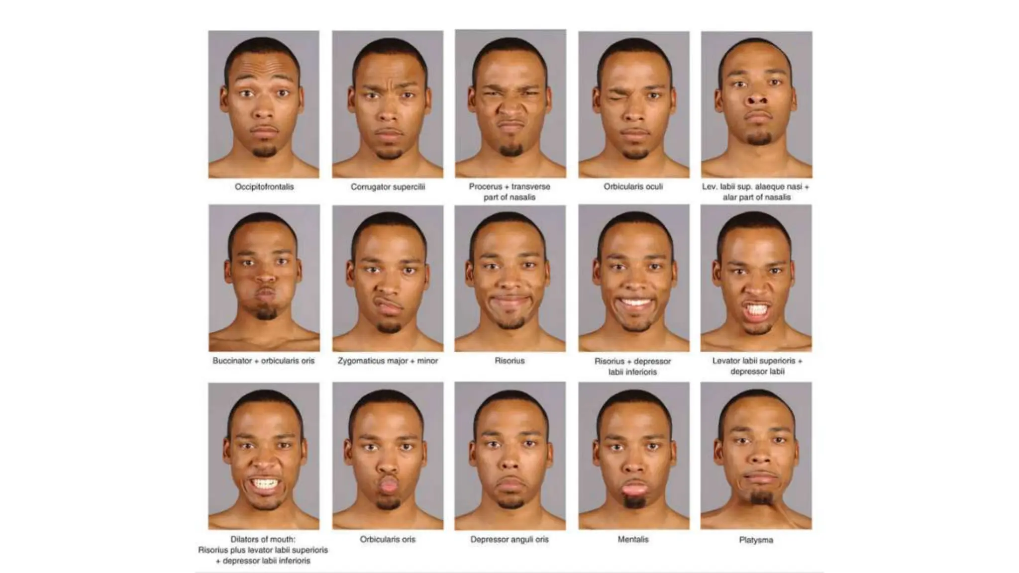 anatomy of scalp, temple and face - Copy.pptx