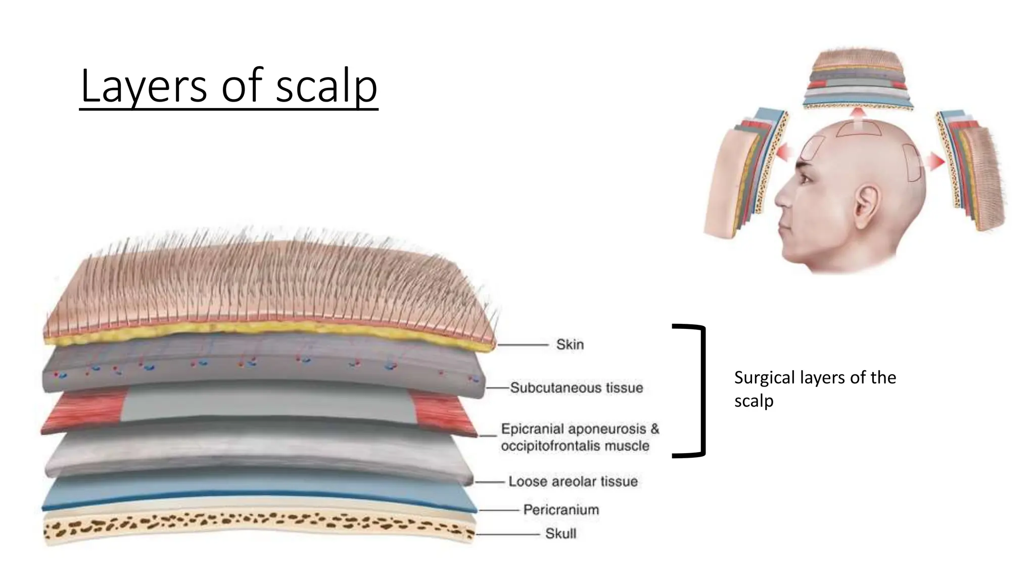 anatomy of scalp, temple and face - Copy.pptx