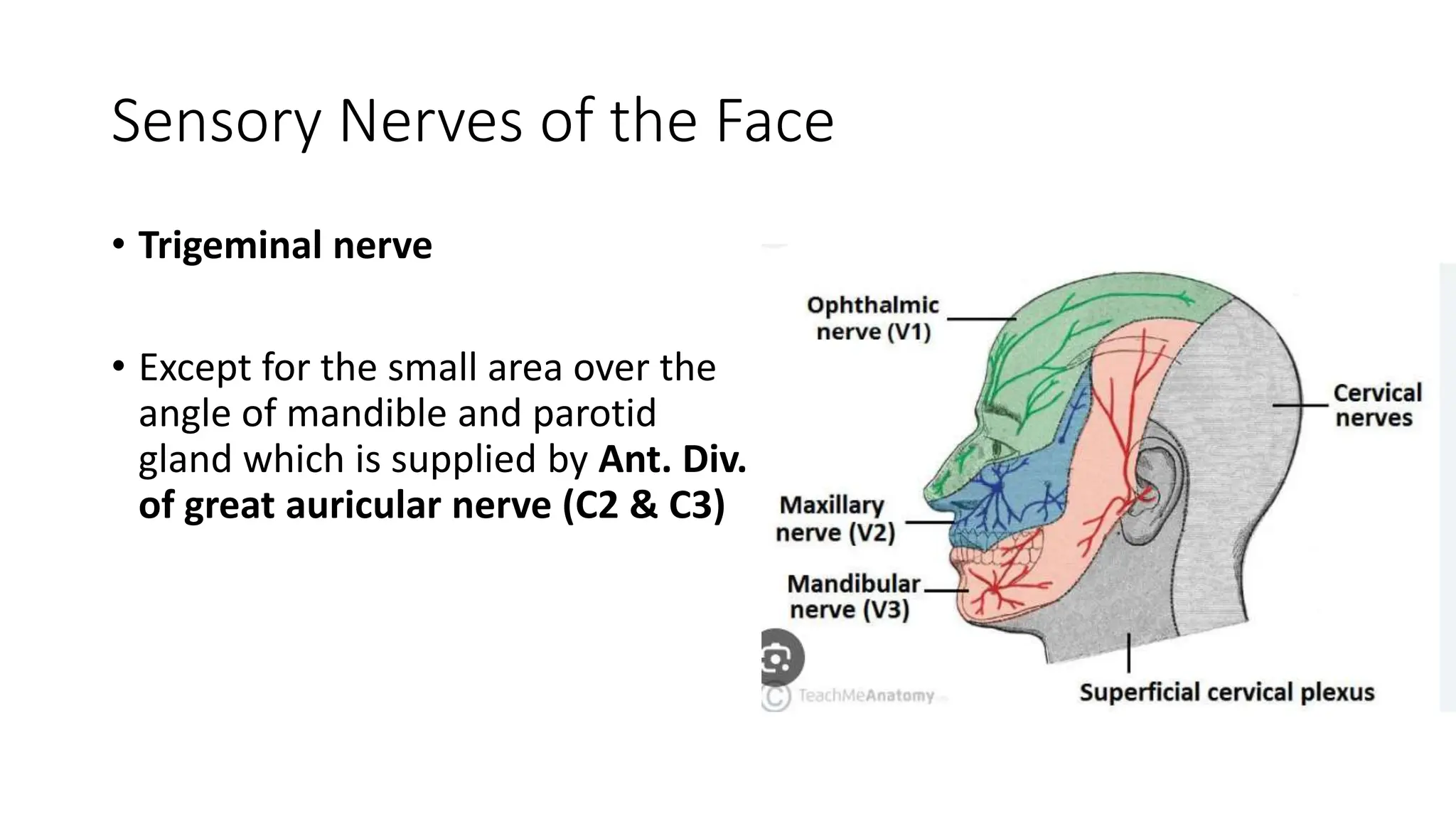 anatomy of scalp, temple and face - Copy.pptx