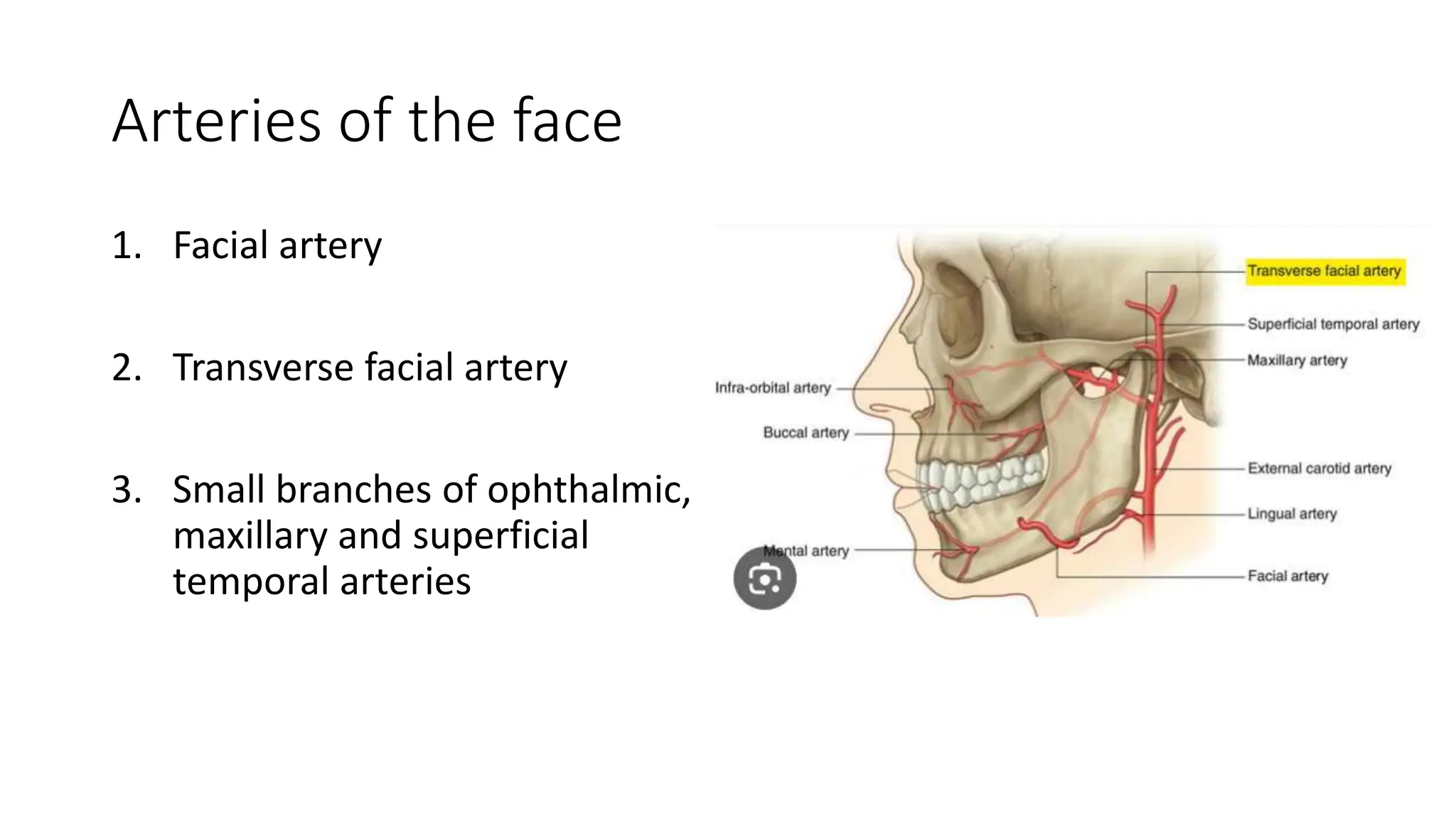 anatomy of scalp, temple and face - Copy.pptx