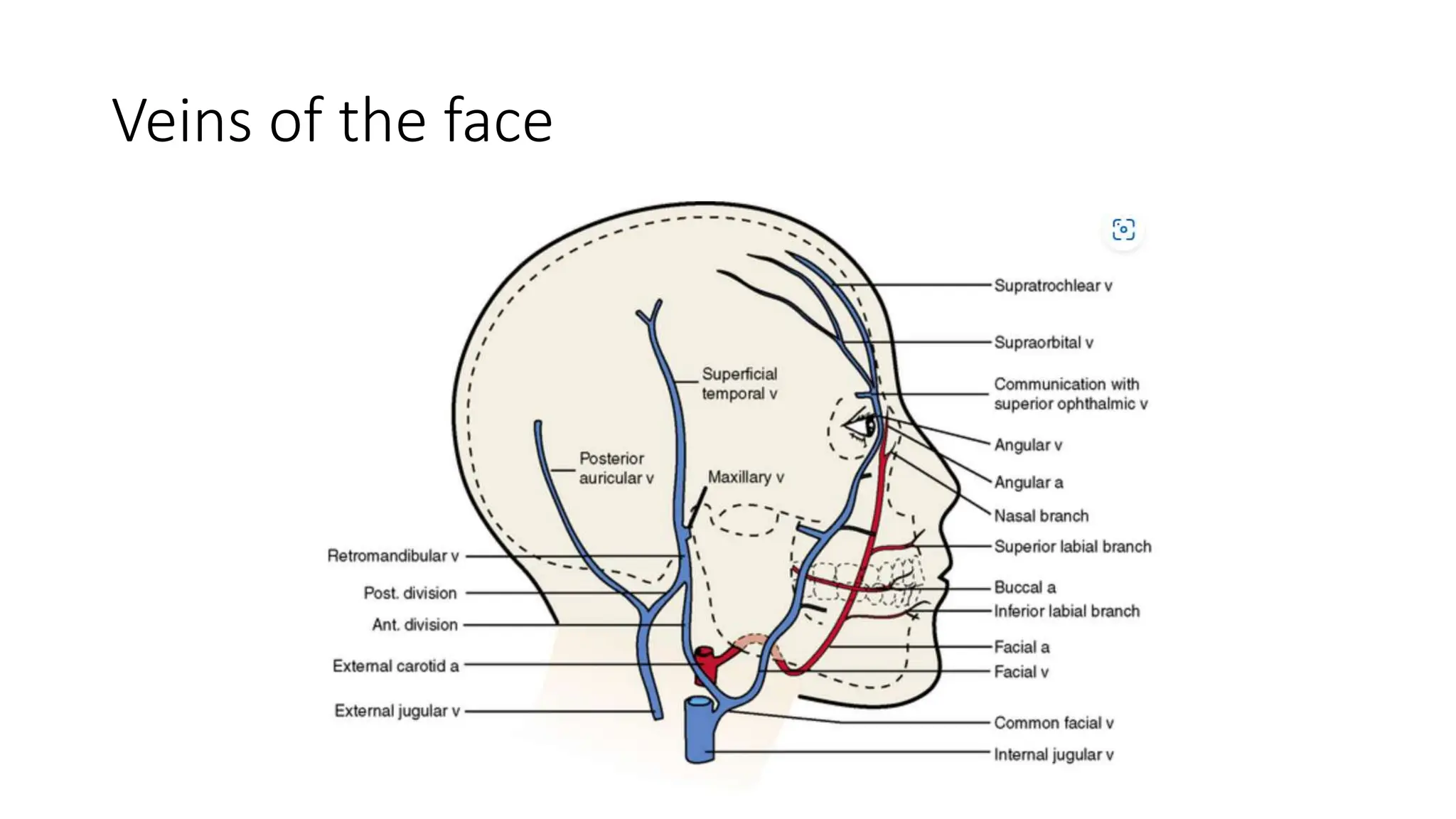 anatomy of scalp, temple and face - Copy.pptx