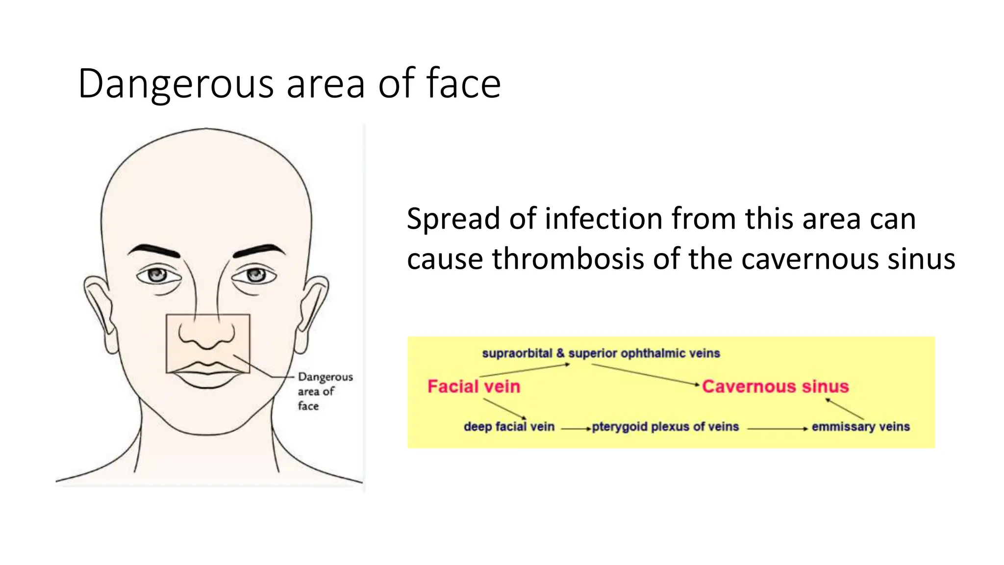 anatomy of scalp, temple and face - Copy.pptx