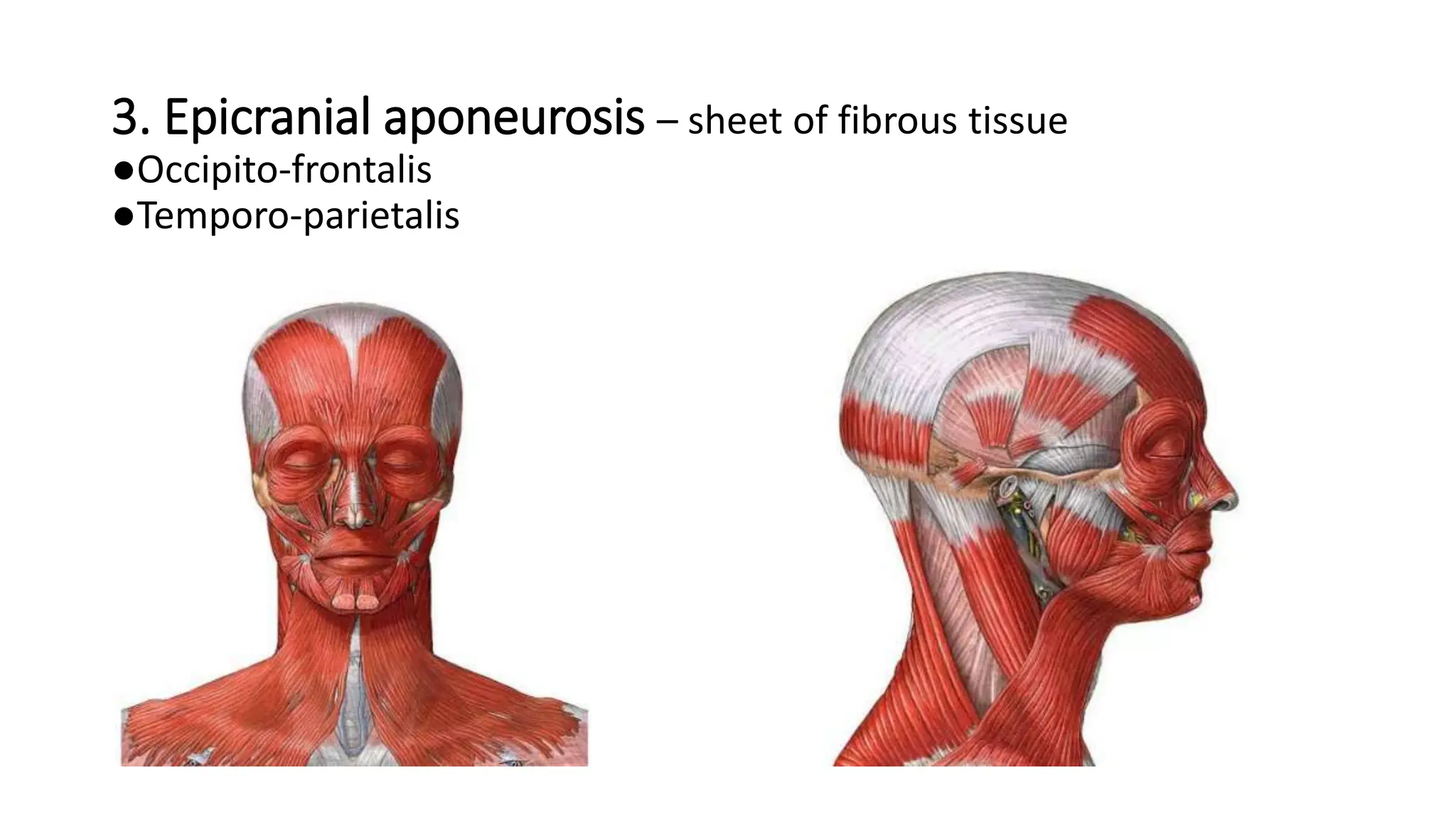 anatomy of scalp, temple and face - Copy.pptx