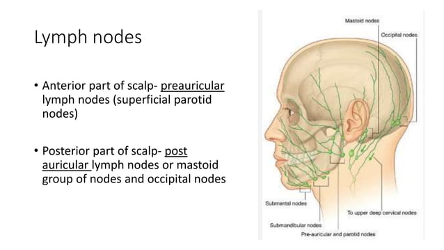 anatomy of scalp, temple and face - Copy.pptx | Death, Injury, or ...