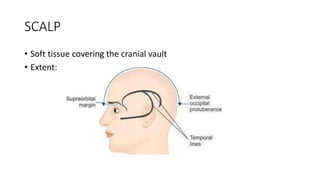anatomy of scalp, temple and face - Copy.pptx