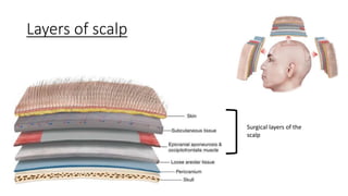 anatomy of scalp, temple and face - Copy.pptx
