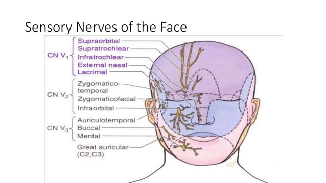 anatomy of scalp, temple and face - Copy.pptx | Death, Injury, or ...