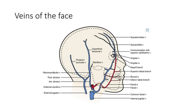anatomy of scalp, temple and face - Copy.pptx | Death, Injury, or ...