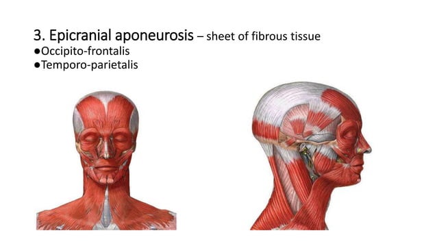 anatomy of scalp, temple and face - Copy.pptx | Death, Injury, or ...