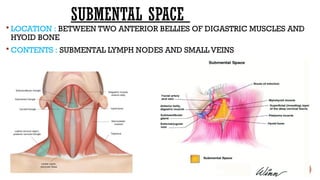 Anatomy of head and neck spaces.pptx cav | PPTX