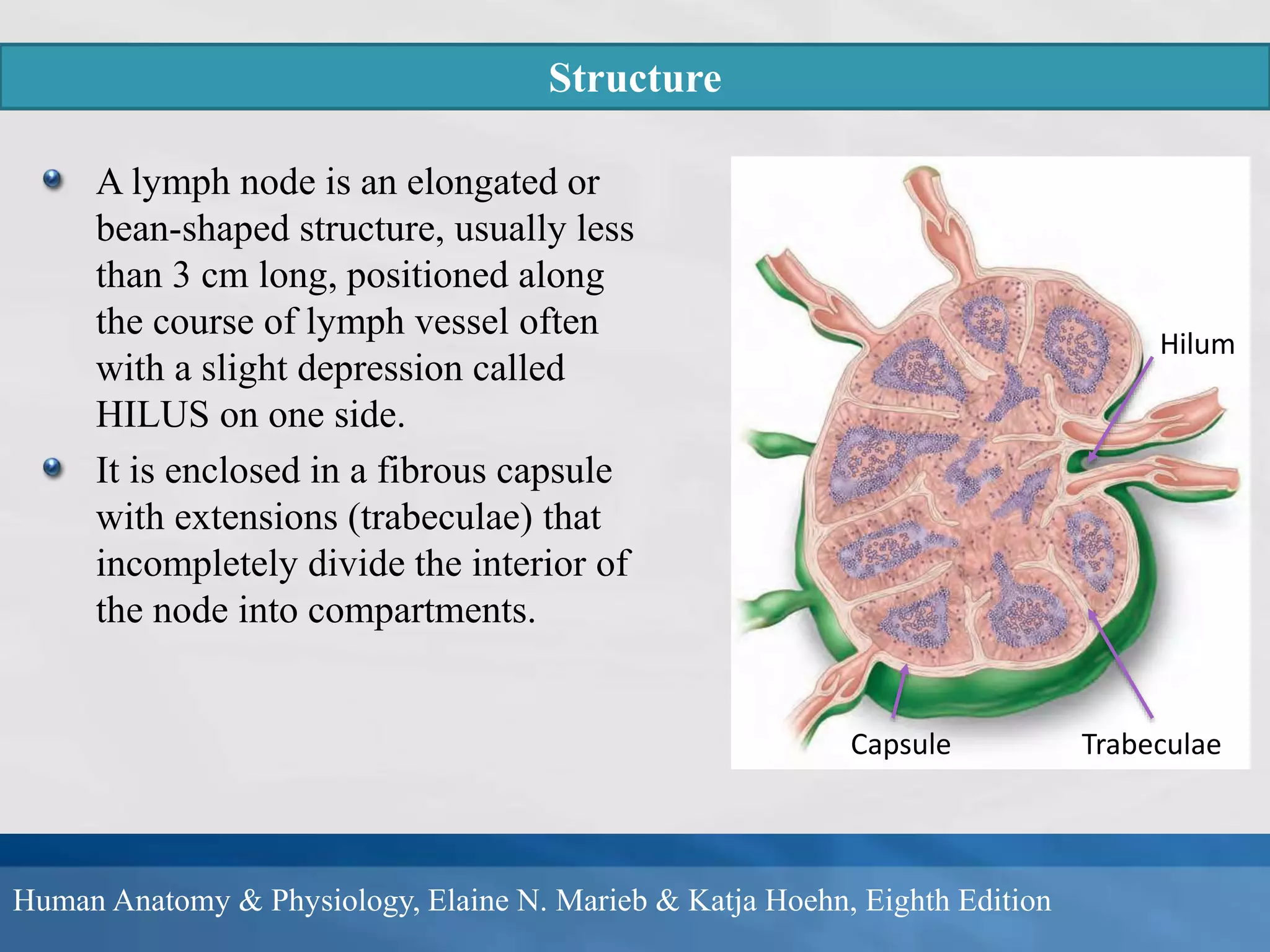 Lymph nodes of head & neck, Normal anatomy and its applied aspect | PPTX