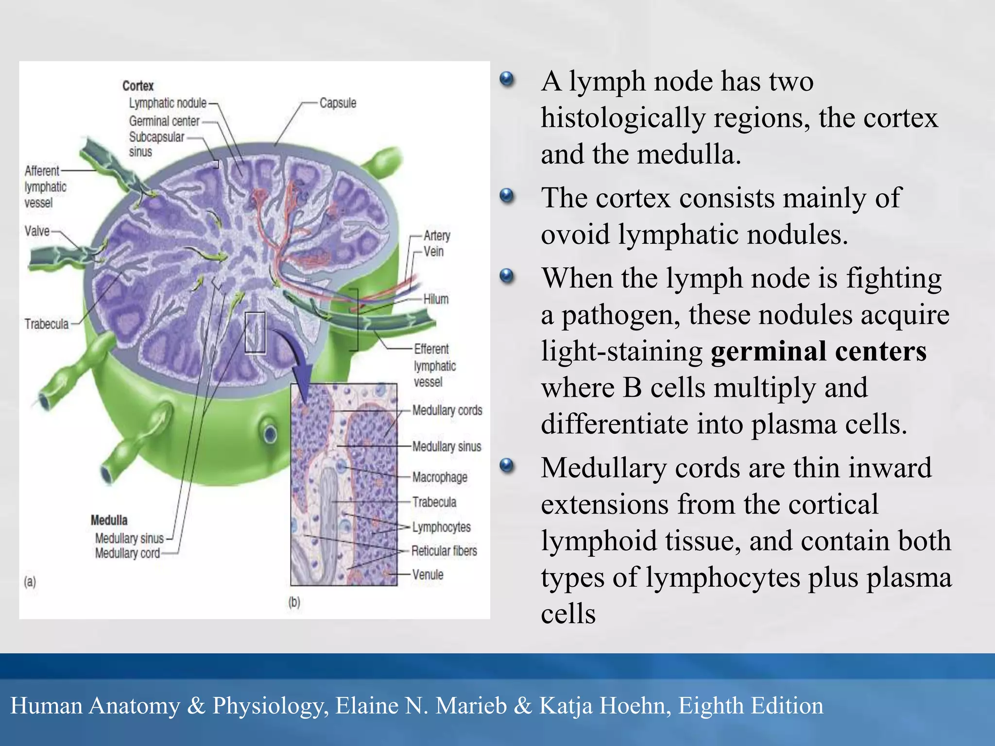 Lymph nodes of head & neck, Normal anatomy and its applied aspect | PPTX