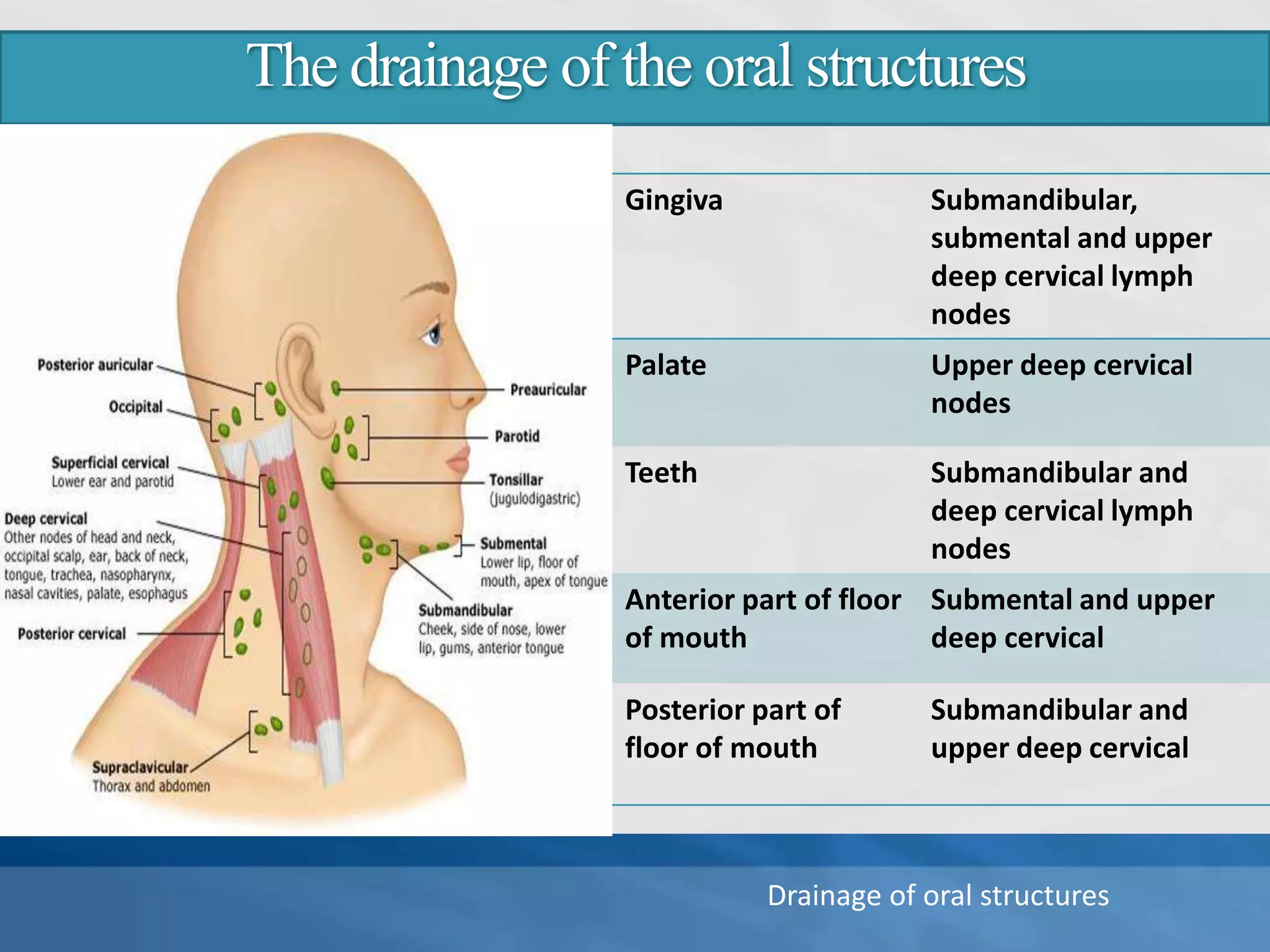 Lymph nodes of head & neck, Normal anatomy and its applied aspect | PPTX