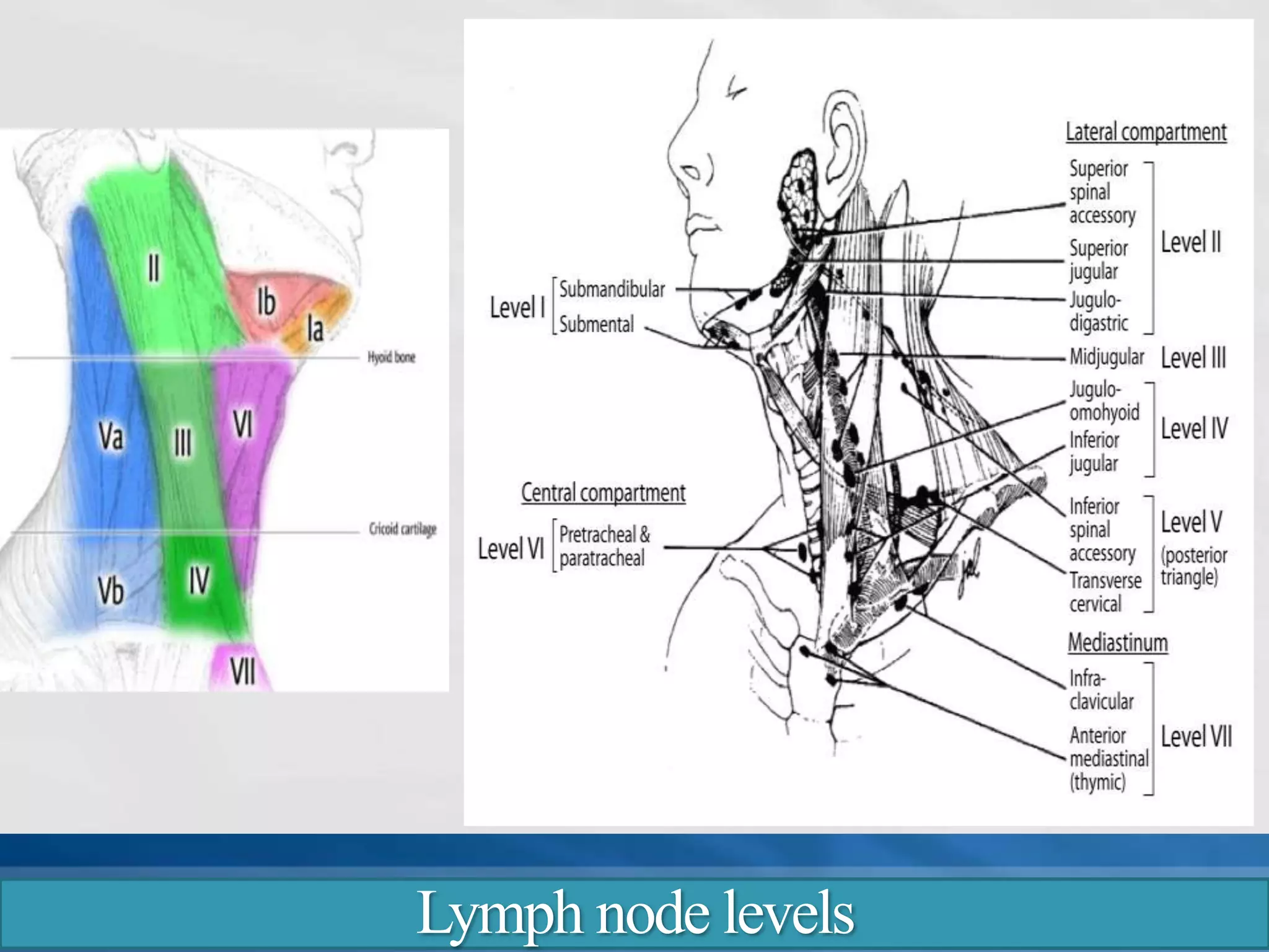 Lymph nodes of head & neck, Normal anatomy and its applied aspect | PPTX